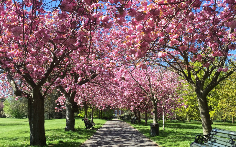 Churchyard Restoration in-action: Cherry Tree Walk Planting | St Peter ...